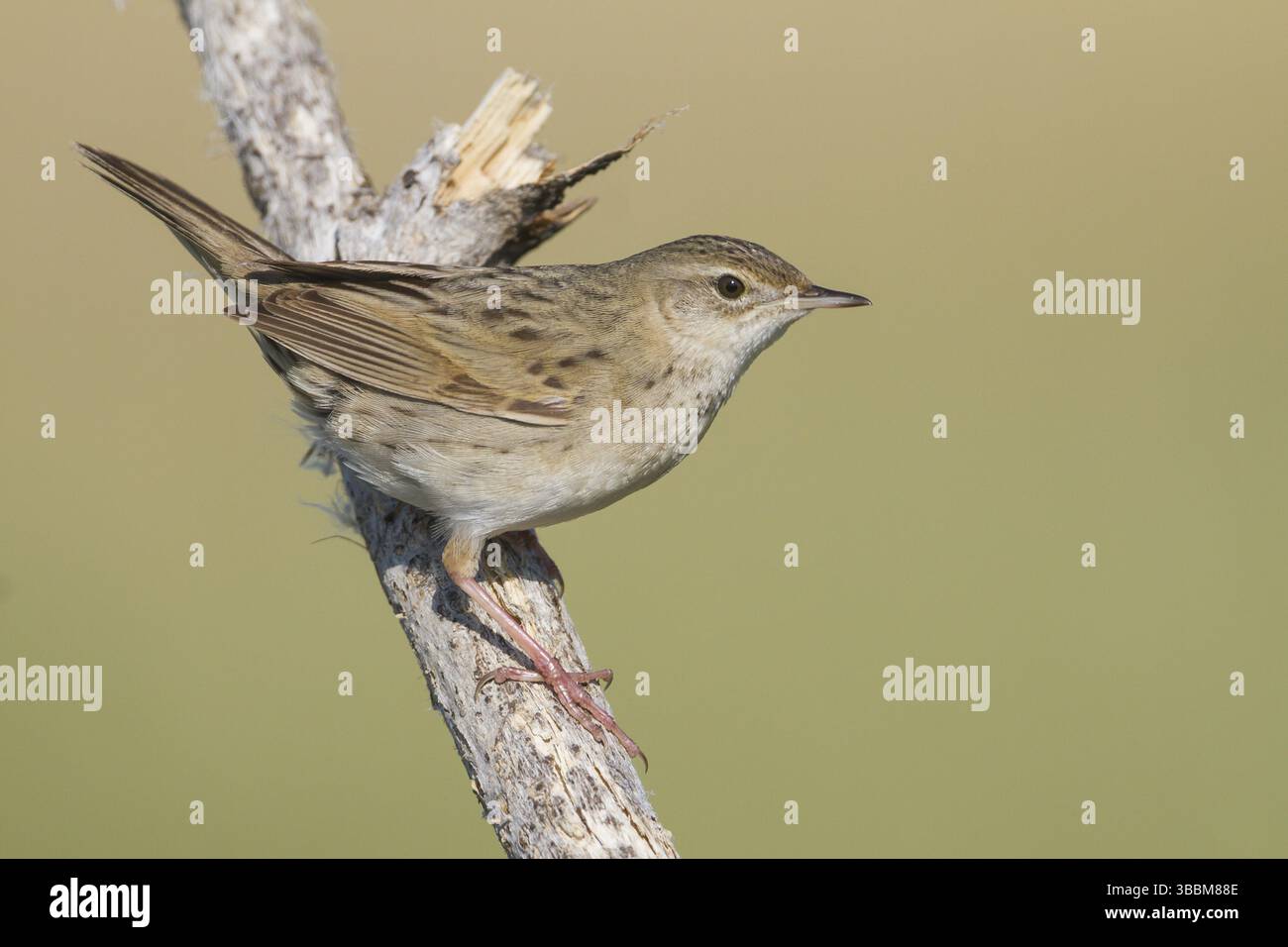 Common Grasshopper Warbler - Feldschwirl - Locustella naevia ssp ...