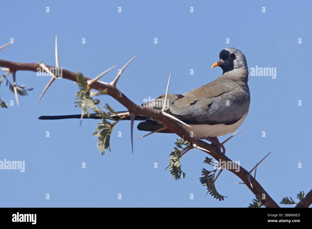 Namaqua Dove (Oena capensis) male, Northern Cape, South Africa, Africa ...