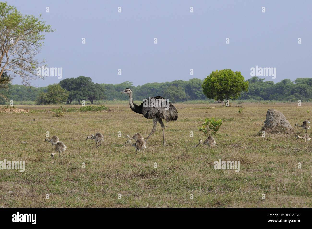 Greater Rhea (Rhea americana), Pantanal, Brazil, South America Stock Photo - Alamy