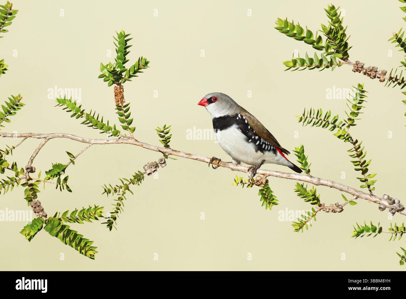 Diamond Firetail (Stagonopleura guttata), Victoria, Australia, Oceania ...