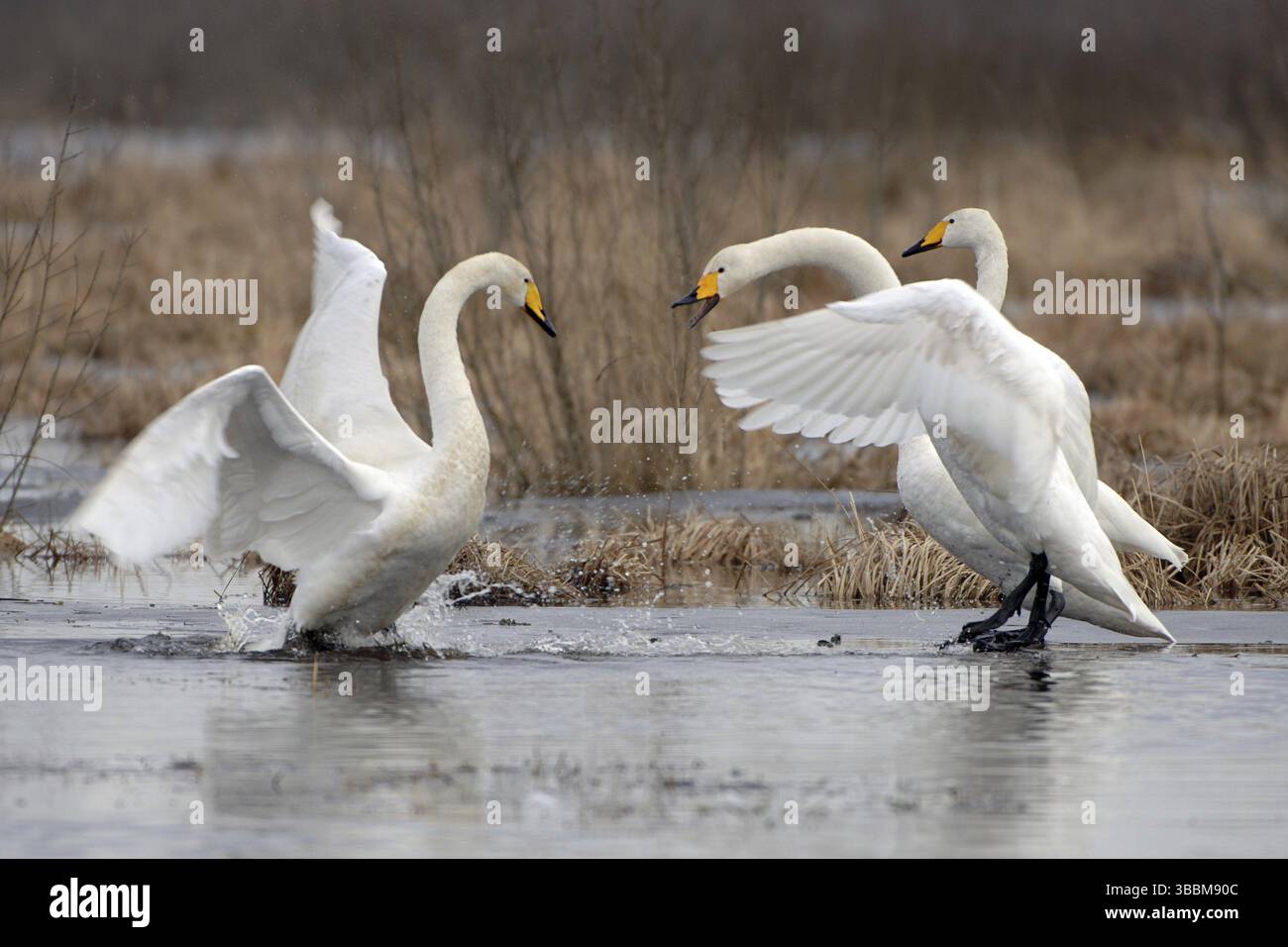 Whooper Swan (Cygnus cygnus) mating, Vaestergoetland, Sweden, Europe ...