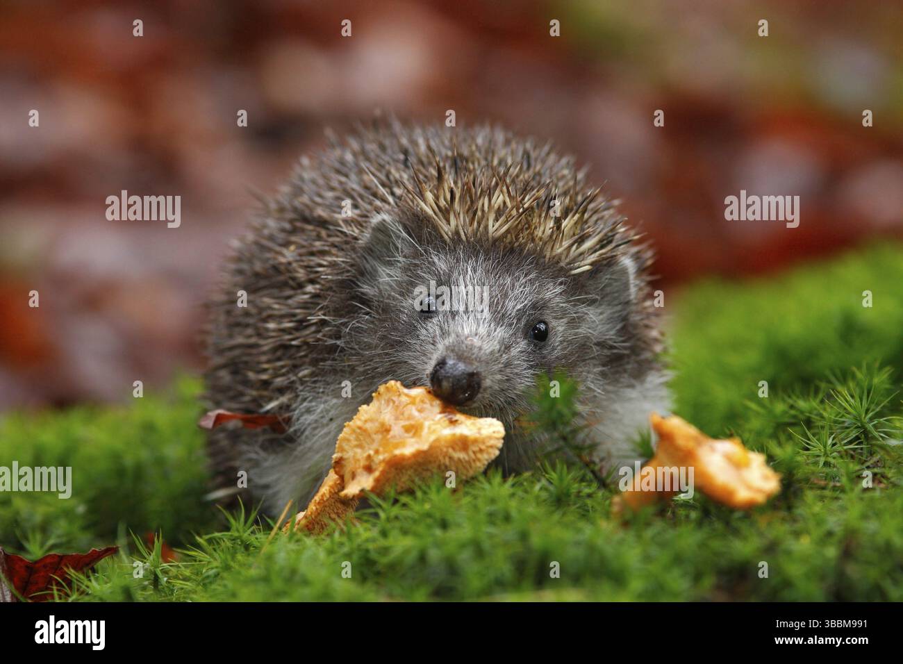 Cute European Hedgehog, Erinaceus europaeus, eating orange mushroom in ...