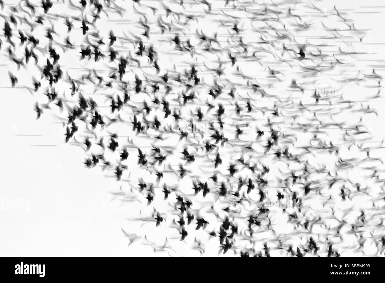 Prices common Black and White Stock Photos & Images - Alamy