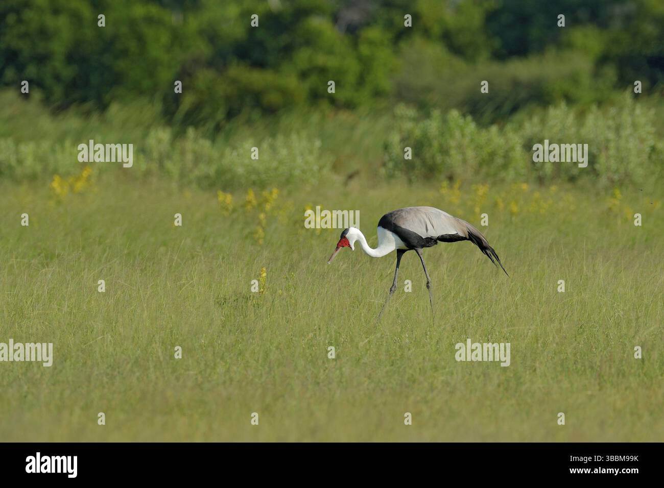 Big bird wattled crane hi-res stock photography and images - Alamy