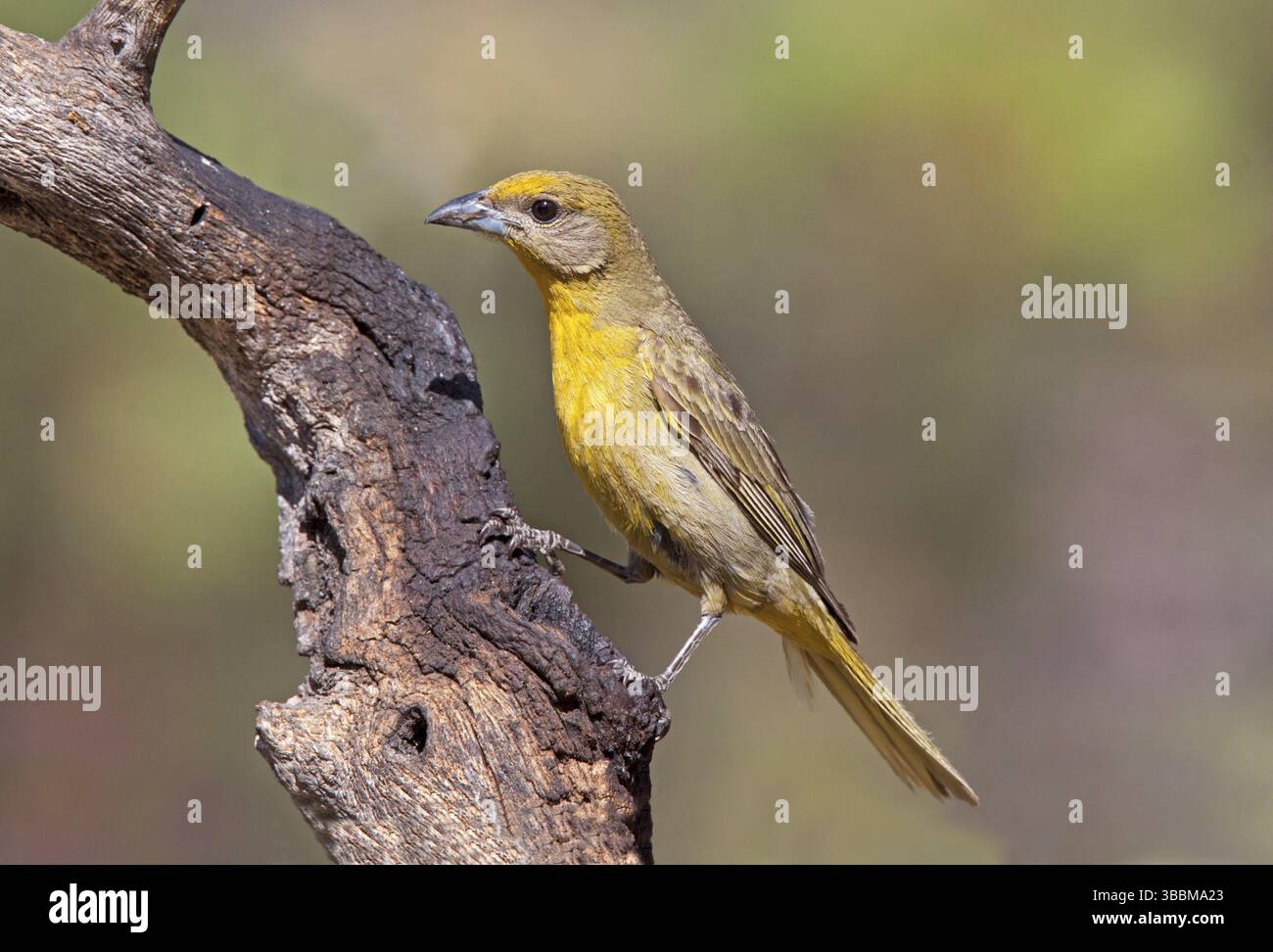 Hepatic Tanager Piranga hepatica Santa Rita Mountains, Santa Cruz ...