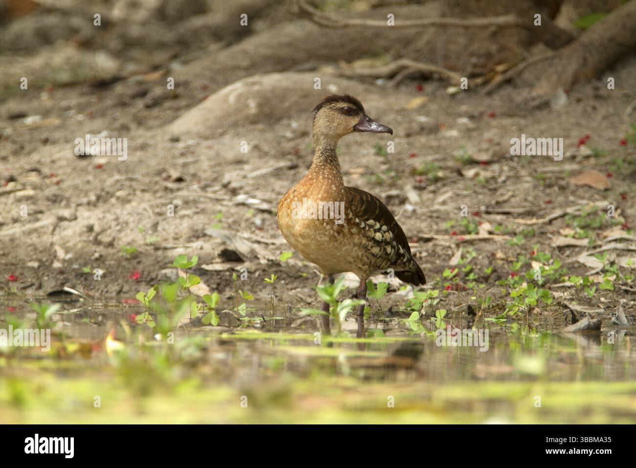 Spotted Whistling Duck (Dendrocygna guttata), Queensland, Australia ...