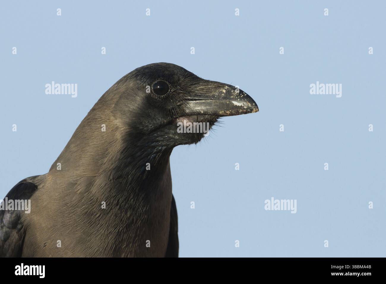 House crow middle east hi-res stock photography and images - Alamy