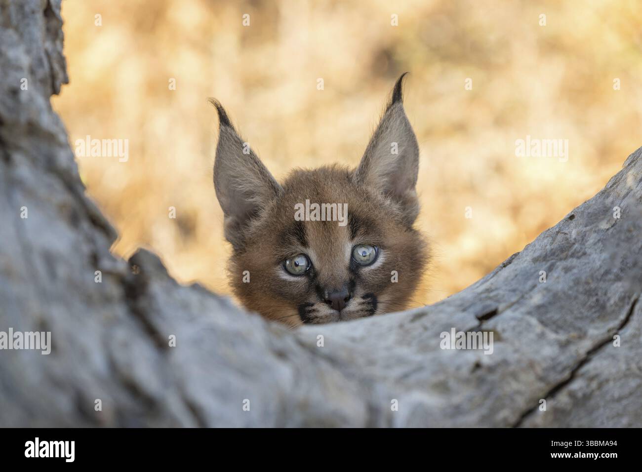 Caracal (Caracal caracal) cub portrait, Castile-La Mancha, Spain ...