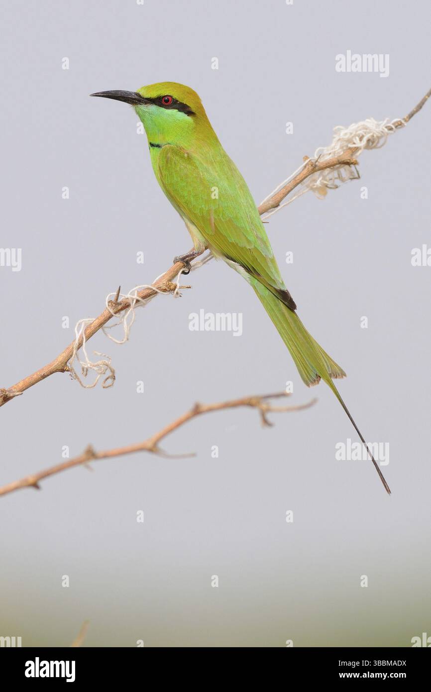 Green Bee-eater (Merops orientalis), India, Asia Stock Photo - Alamy