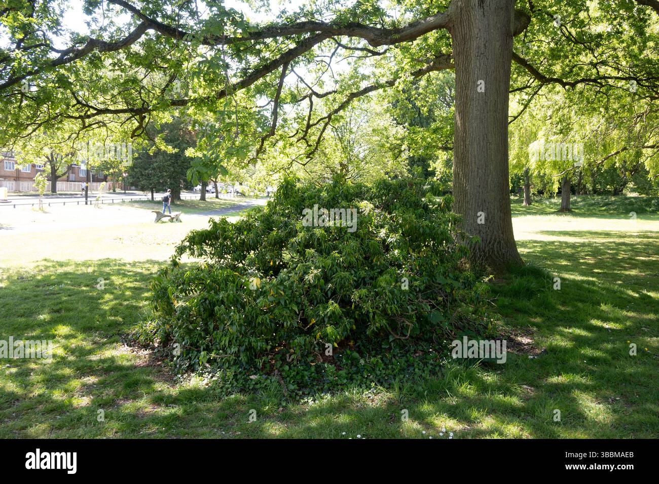 Ivy covering the stump of the original, Selly Oak, Selly Oak Park ...