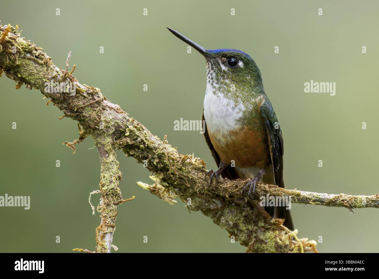 Violet tailed sylphes hi-res stock photography and images - Alamy