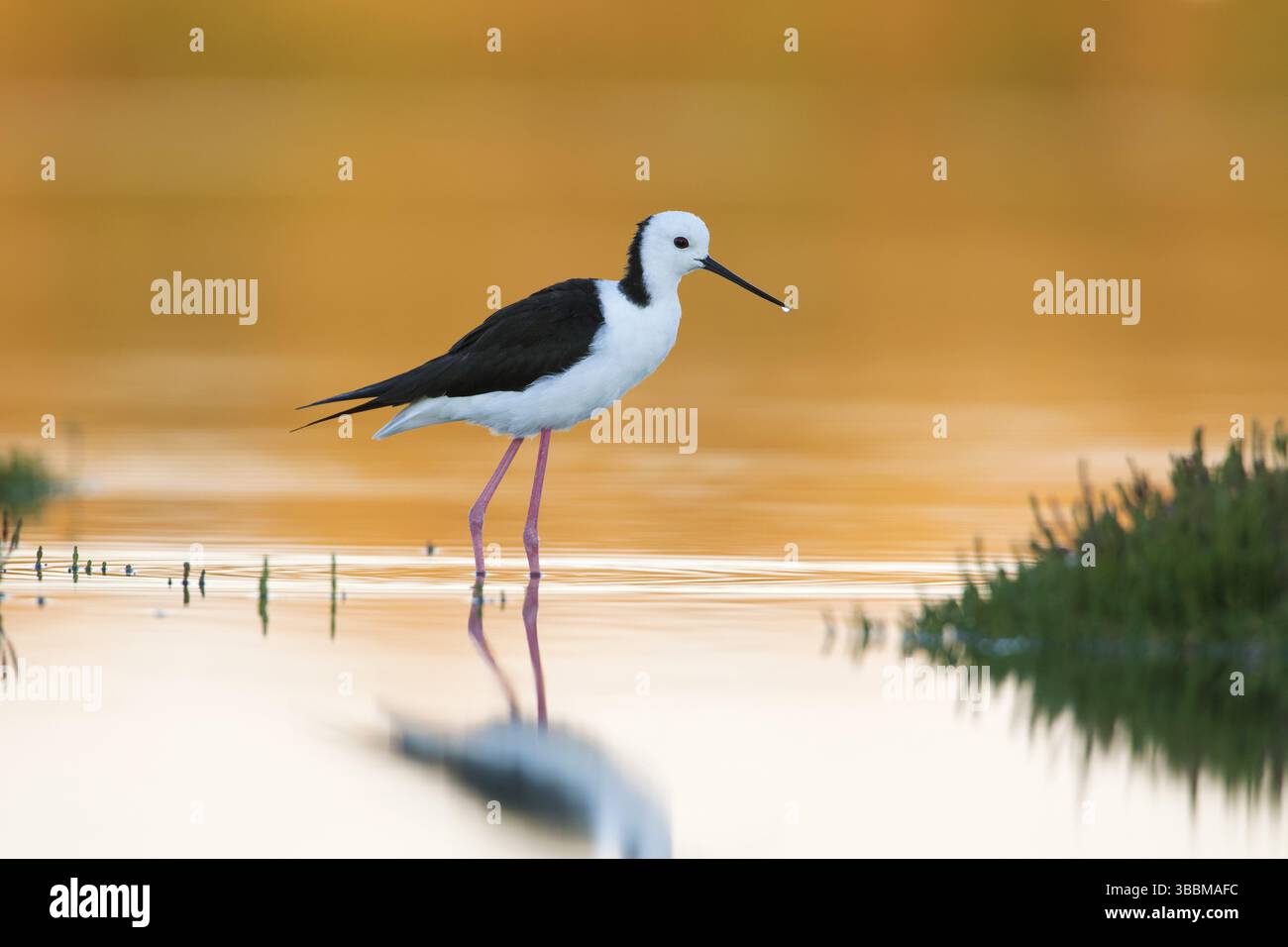 White-headed Stilt (Himantopus leucocephalus), Victoria, Australia ...