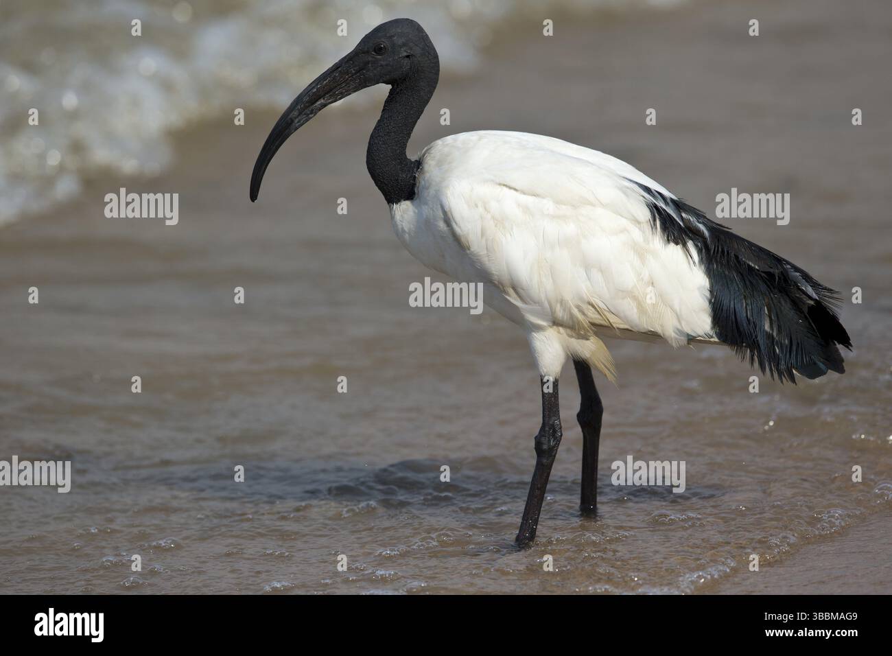 African Sacred Ibis (Threskiornis aethiopicus) foraging at shoreline ...