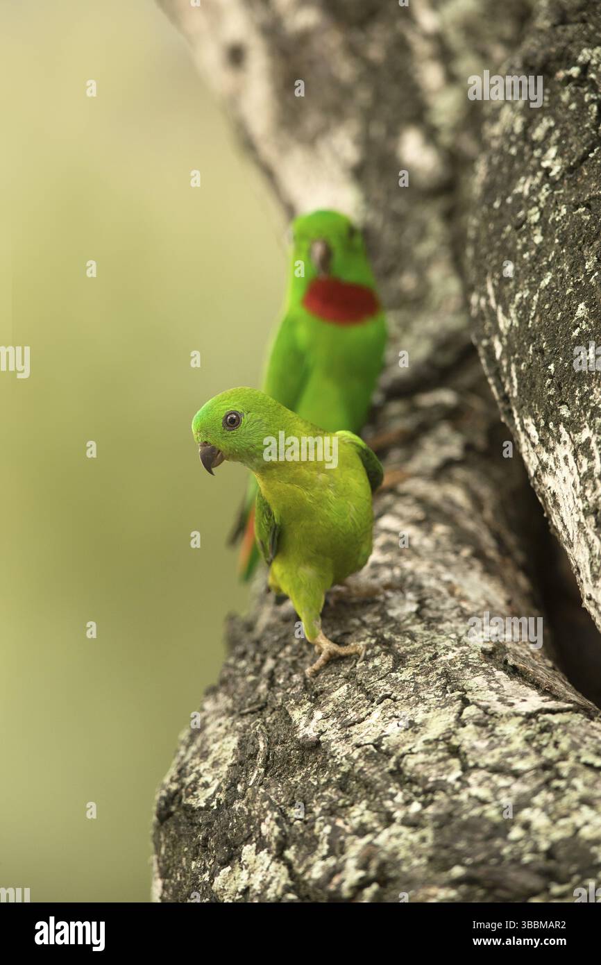 Blue-crowned Hanging Parrot (Loriculus galgulus) pair, Singapore, Asia ...
