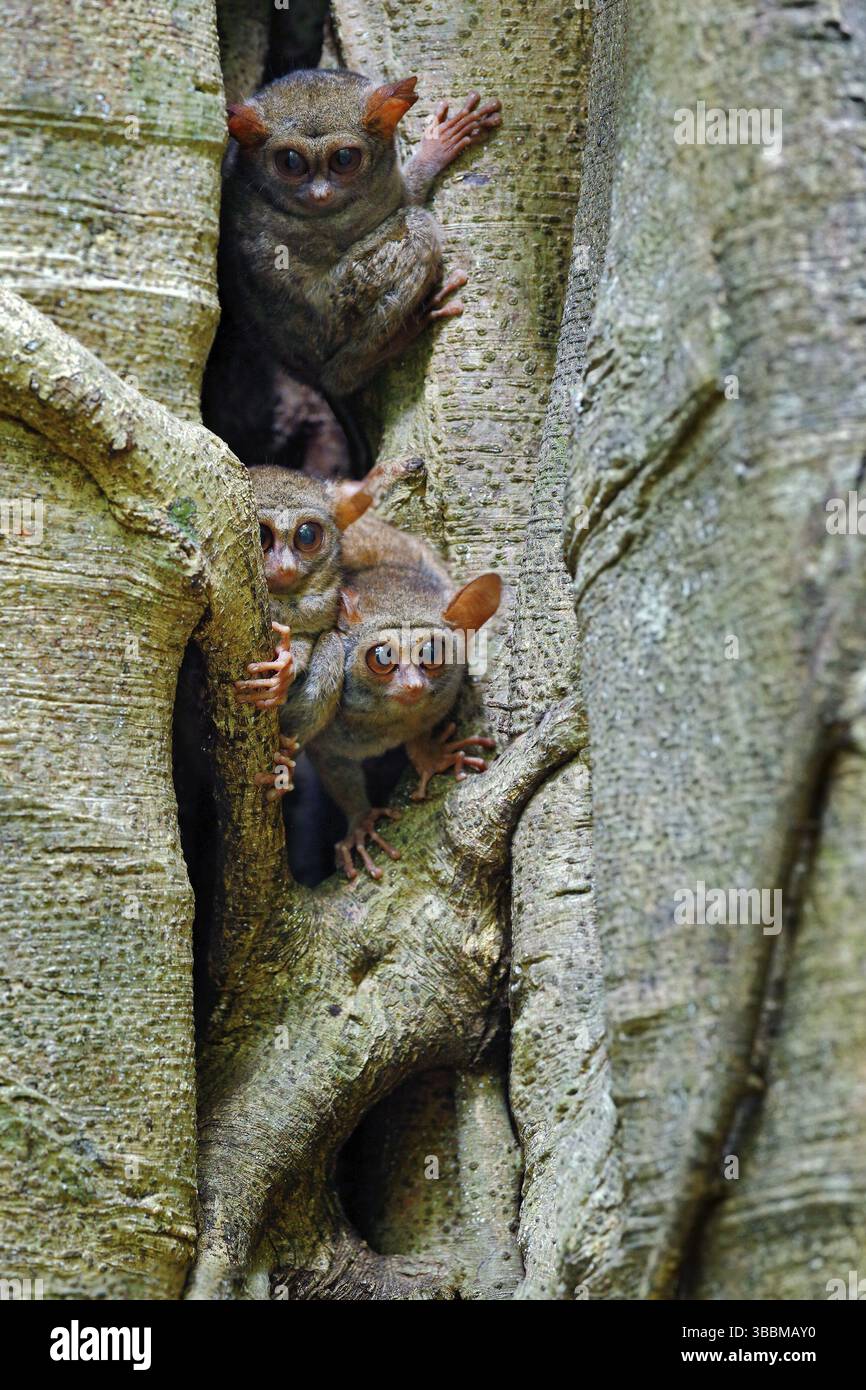 Tarsier family on the big tree. Spectral Tarsier, Tarsius spectrum ...