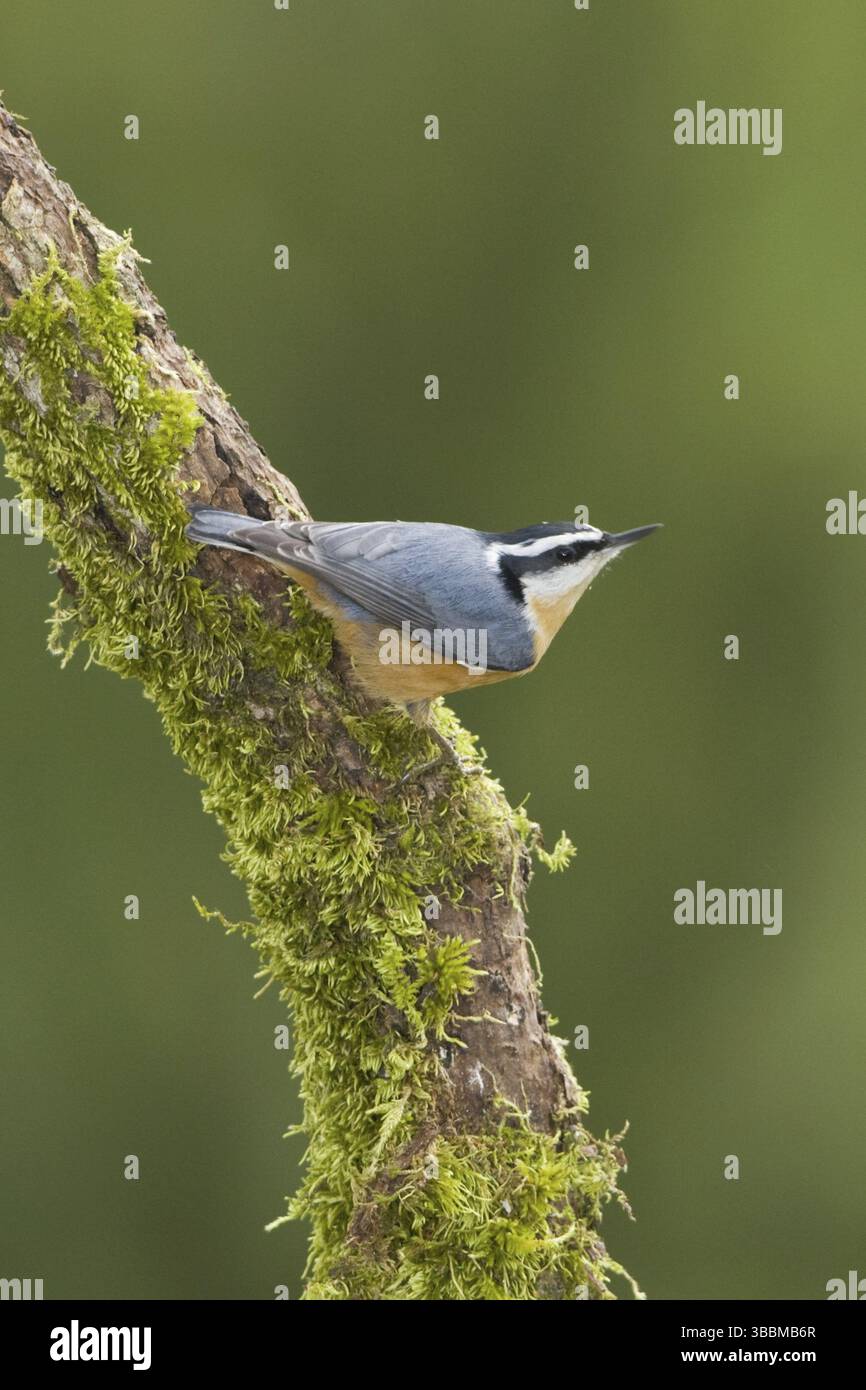 Red-breasted Nuthatch (Sitta canadensis), British Columbia, Canada ...