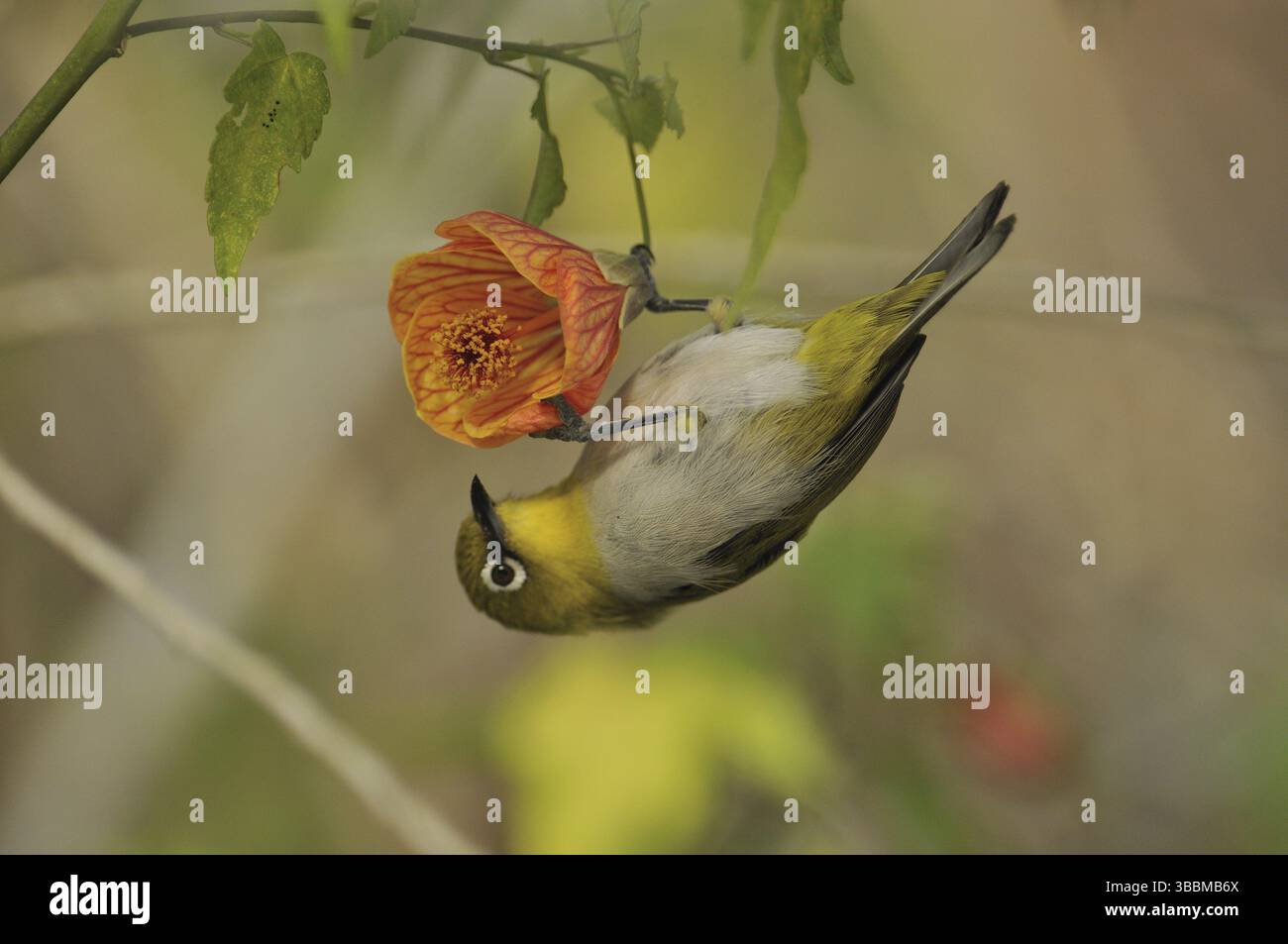 Oriental White-eye (Zosterops palpebrosus), Kerala, India, Asia Stock ...