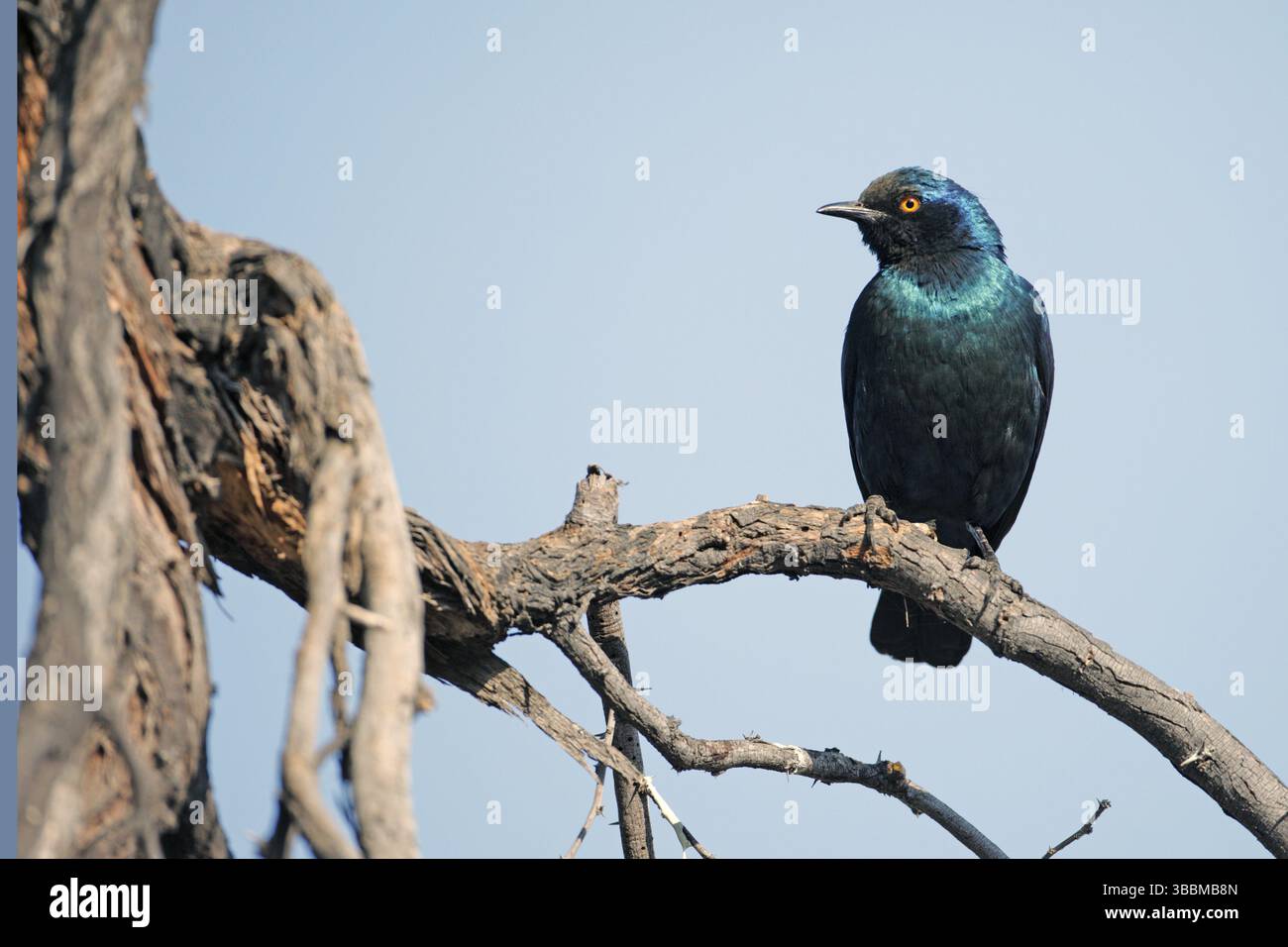 Cape Starling (Lamprotornis nitens), Namibia, Africa Stock Photo - Alamy