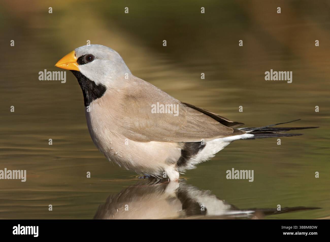 Long-tailed Finch (Poephila acuticauda), Kimberley, Western Australia ...