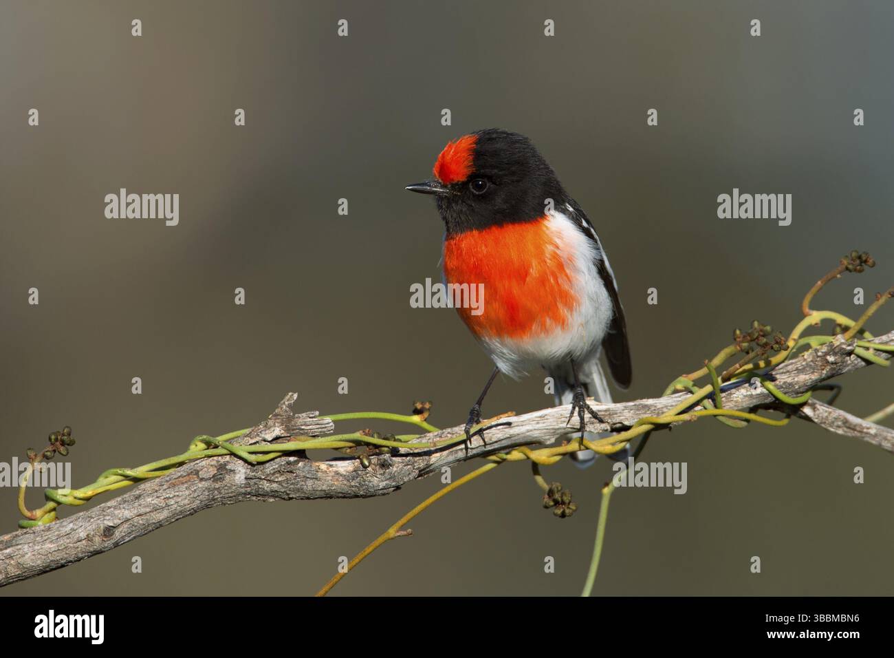 Red-capped Robin (Petroica goodenovii) male, Victoria, Australia ...