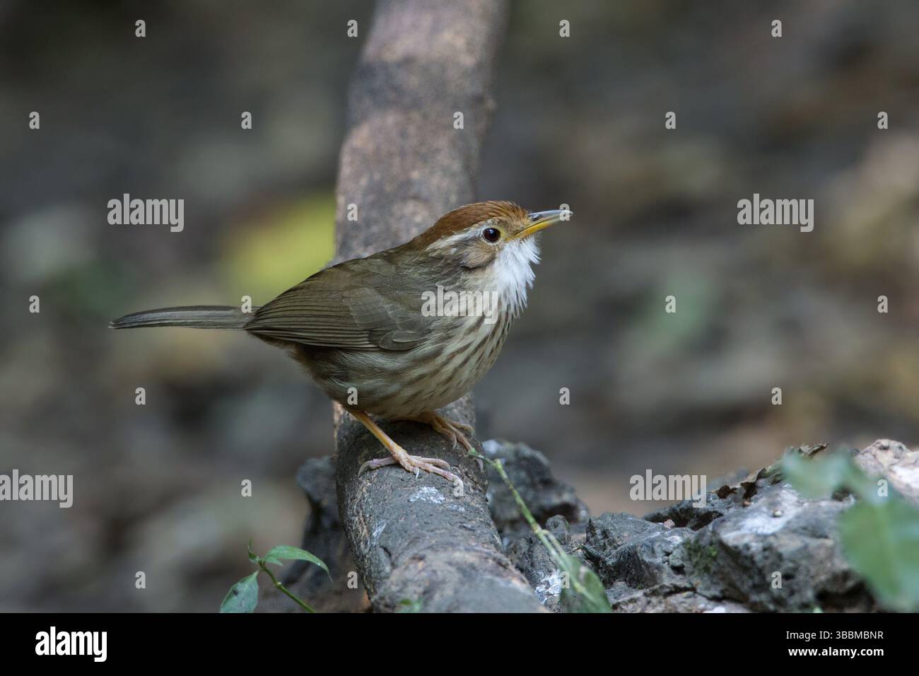 Puff-throated Babbler (Pellorneum ruficeps), Kaeng Krachan, Thailand ...