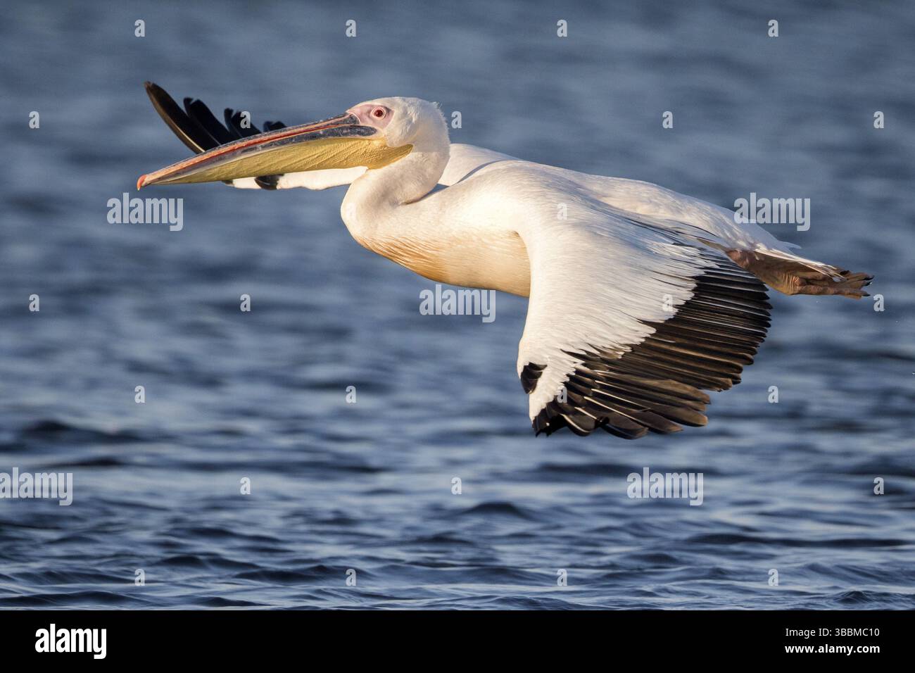 Great White Pelican (Pelecanus onocrotalus) flying, Danube Delta ...