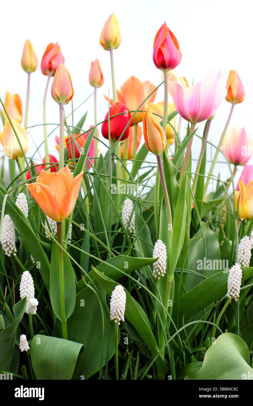 White pot worms hi-res stock photography and images - Alamy