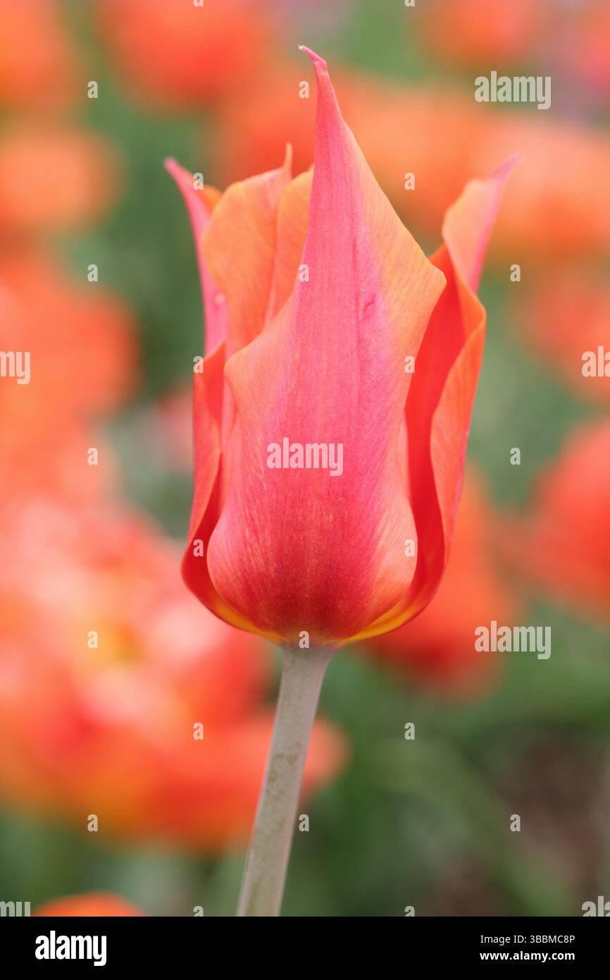 Lily flowered tullip hi-res stock photography and images - Alamy
