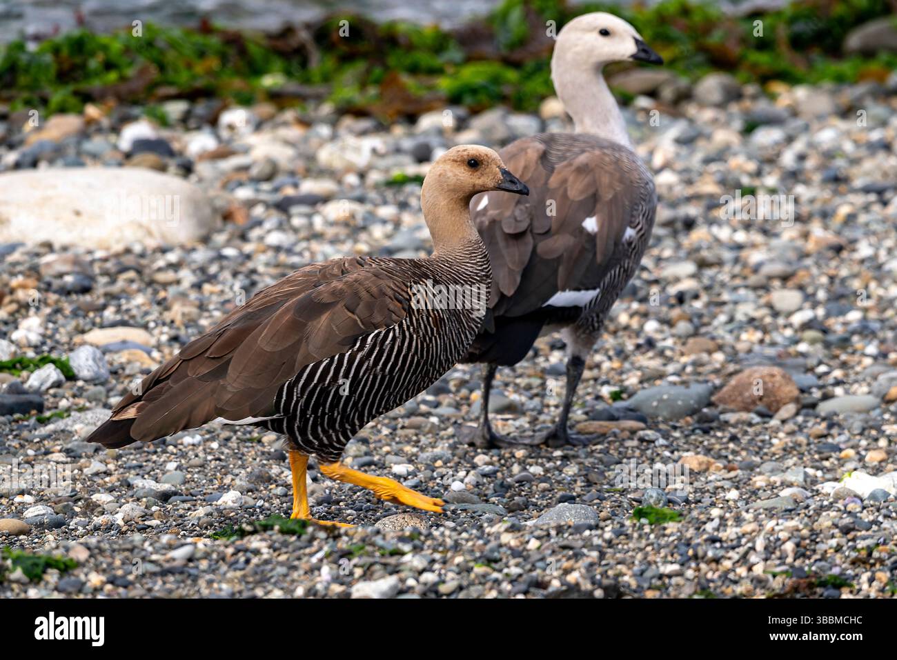Caiquen Birds. Upland Geese. Punta Arenas, Chile Stock Photo - Alamy
