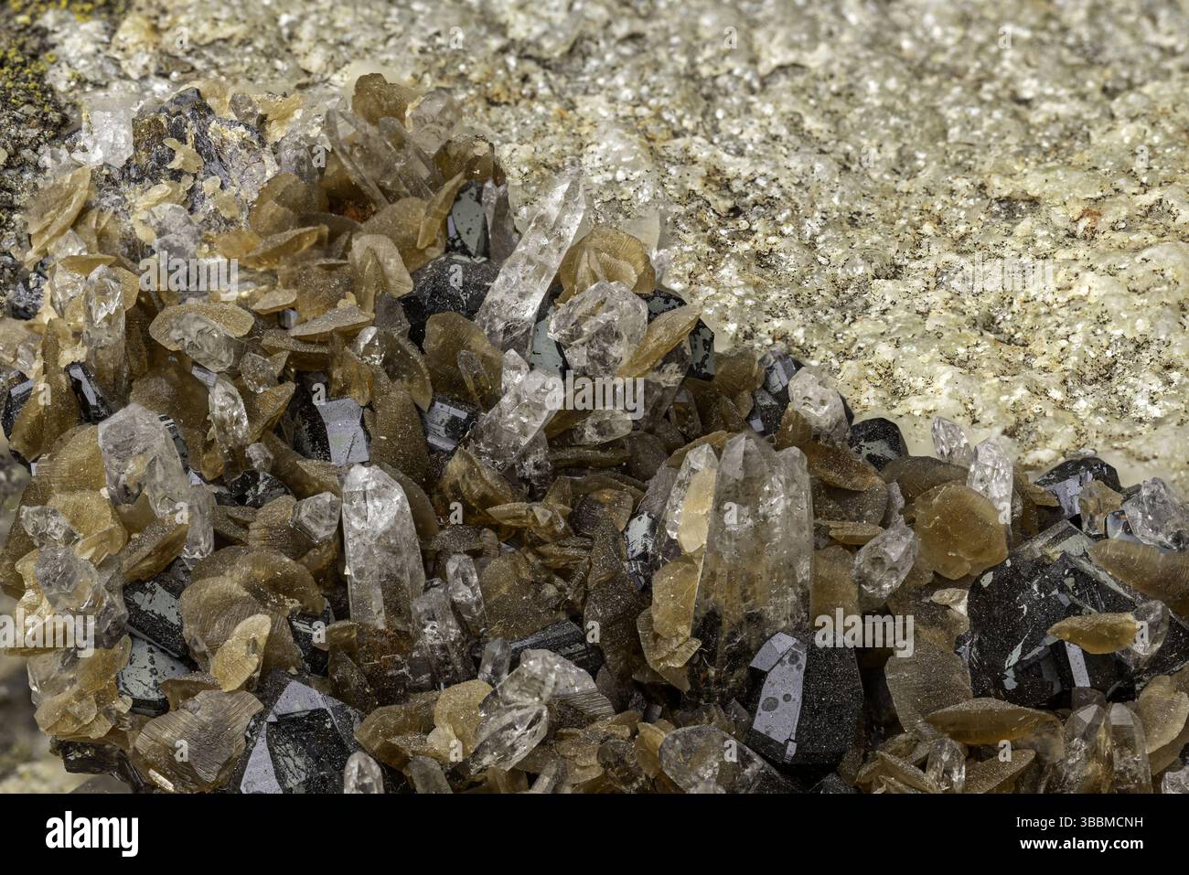 Scientificmacro hi-res stock photography and images - Alamy