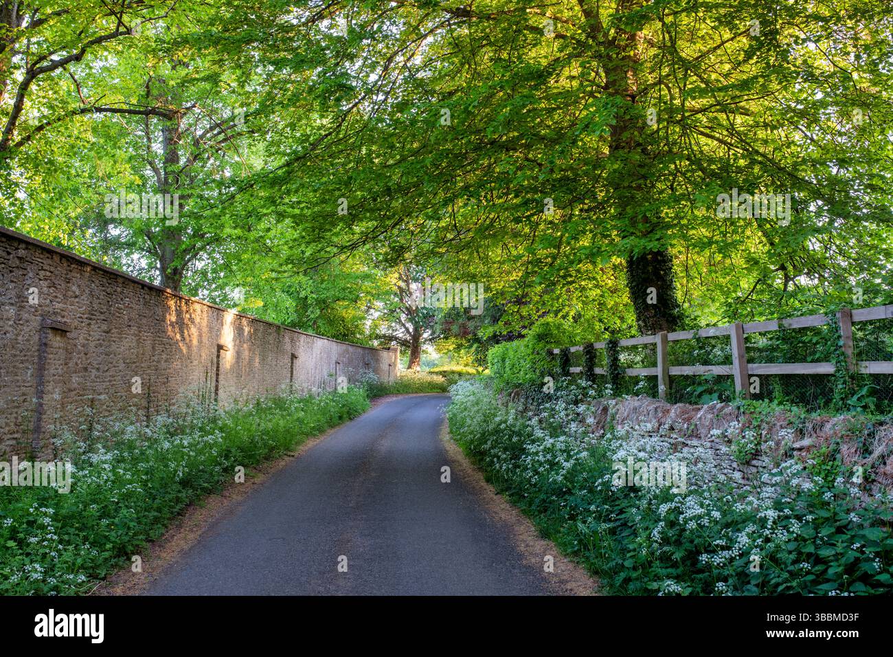 Cotswolds cow parsley lane village hi-res stock photography and images ...