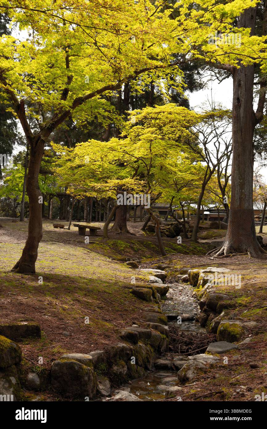 Vibrant yellow spring foliage and a winding rocky stream among tall ...