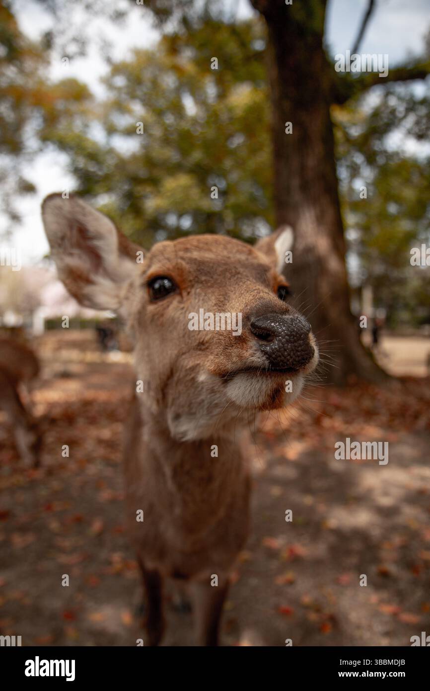 Light gaze hi-res stock photography and images - Alamy