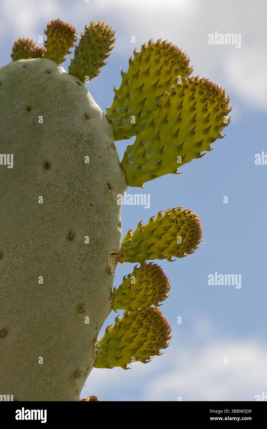 Succulent plant cacti plants hi-res stock photography and images - Alamy