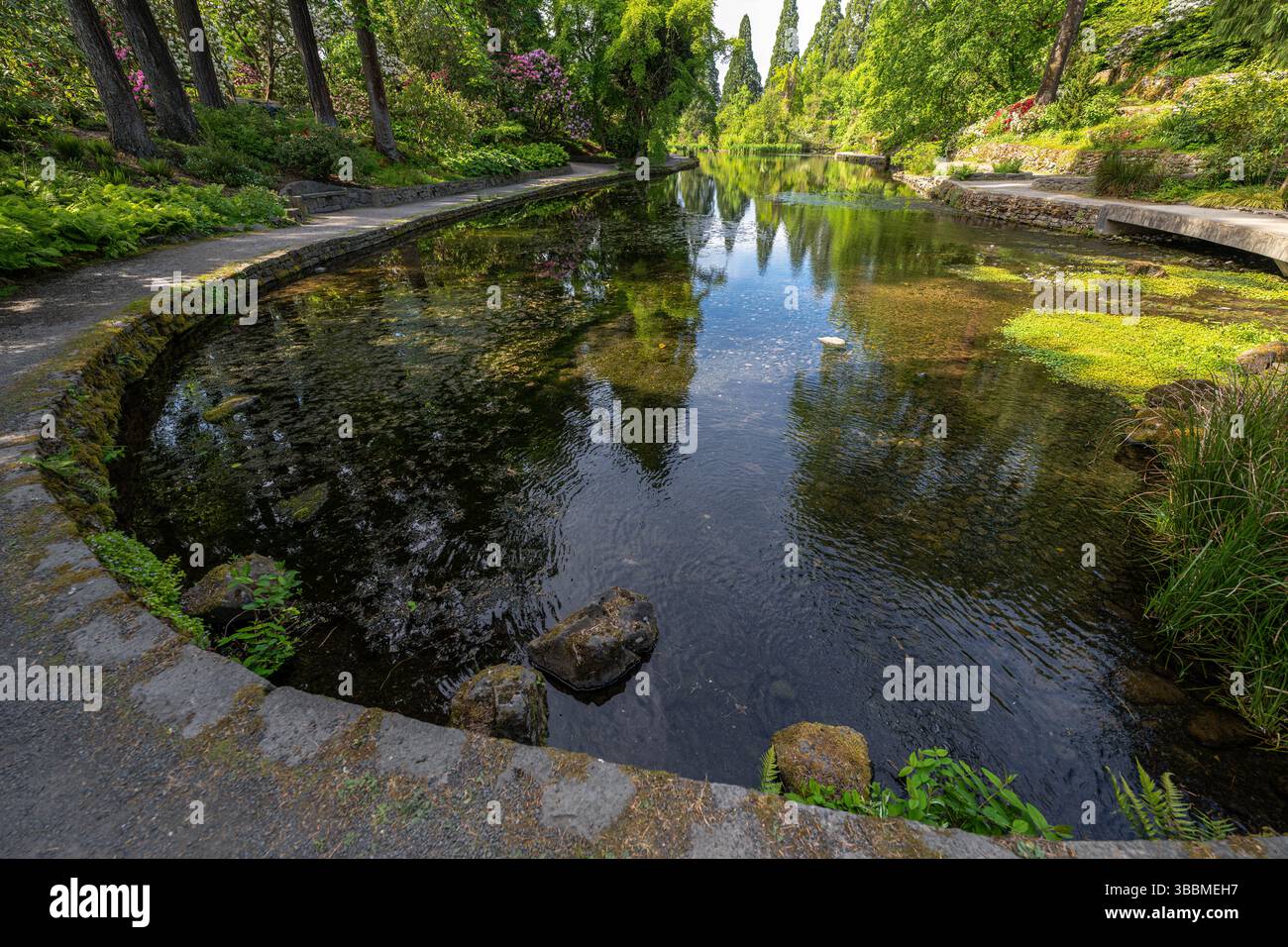Azalea bloom crystal springs hi-res stock photography and images - Alamy