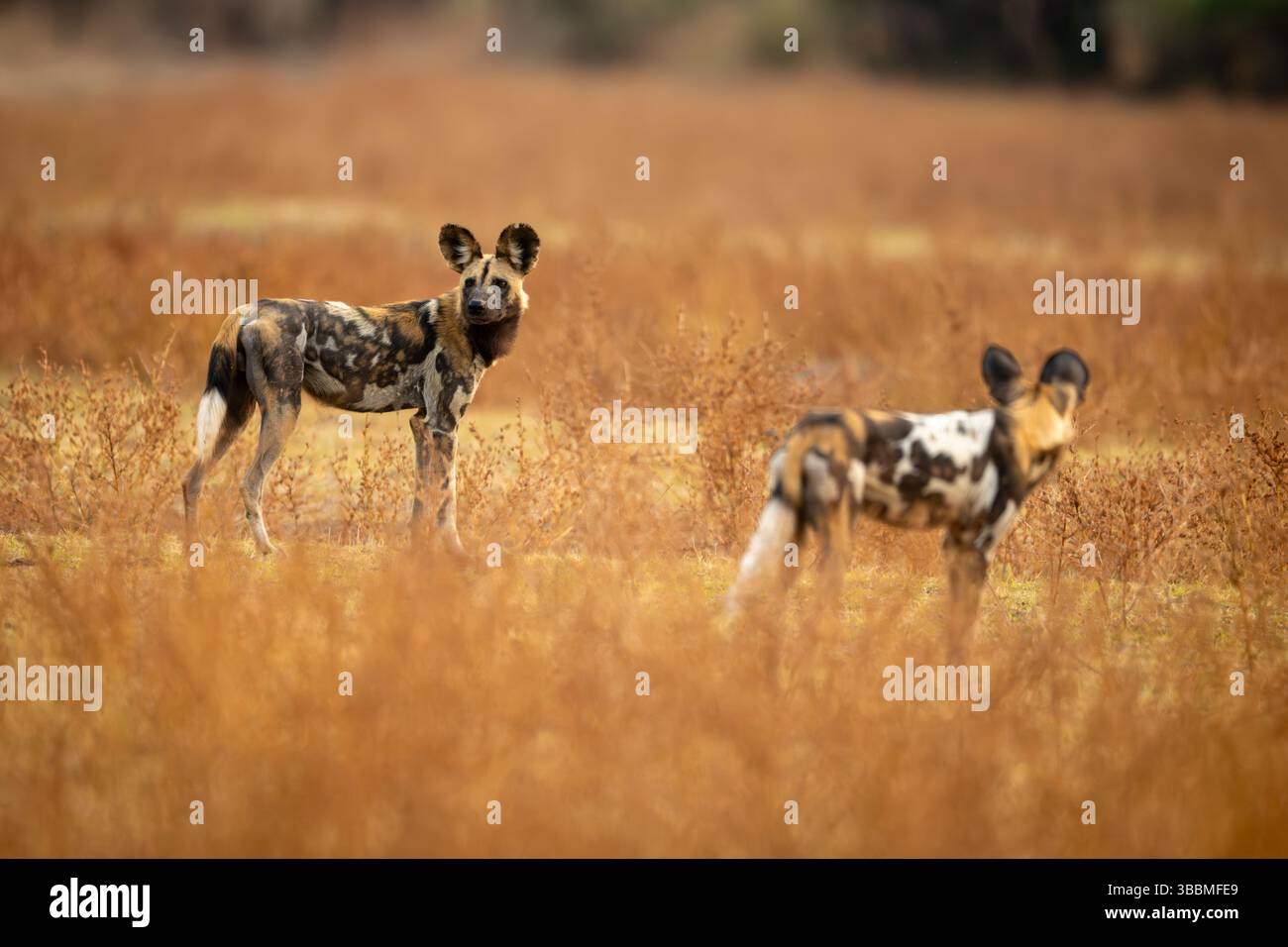African wild dogs stand near V-shaped stump Stock Photo - Alamy