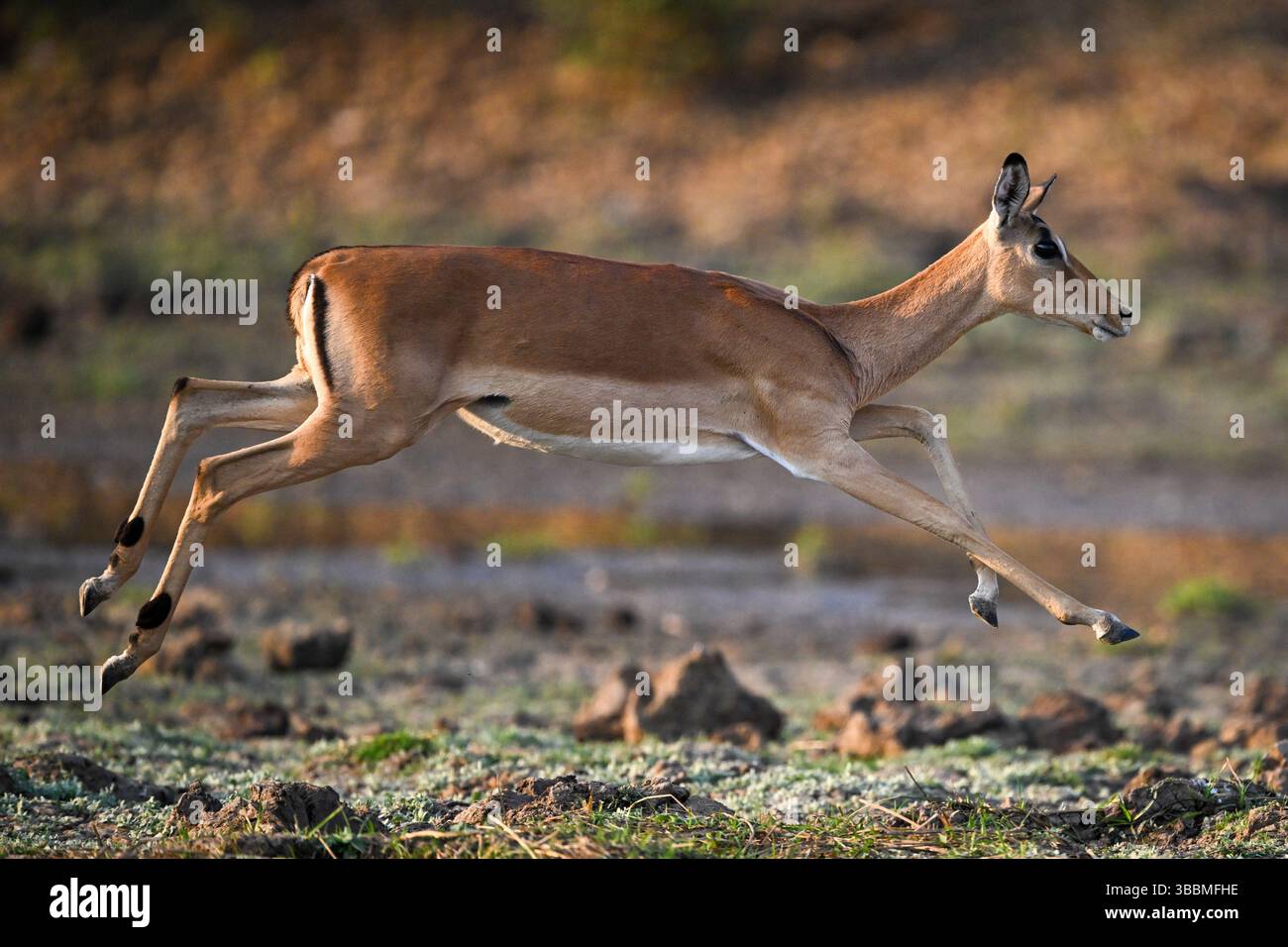 Female impala in mid-air jumping across plain Stock Photo - Alamy