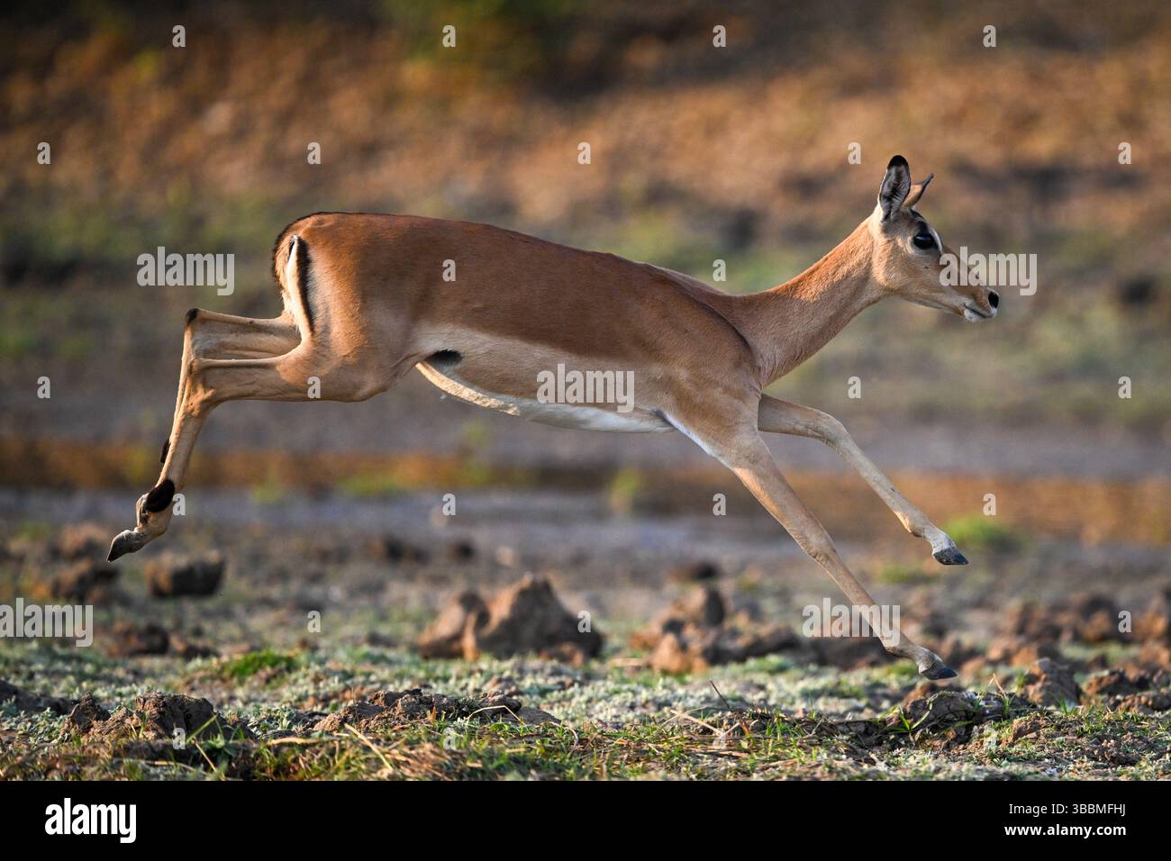 Female impala about to land big jump Stock Photo - Alamy