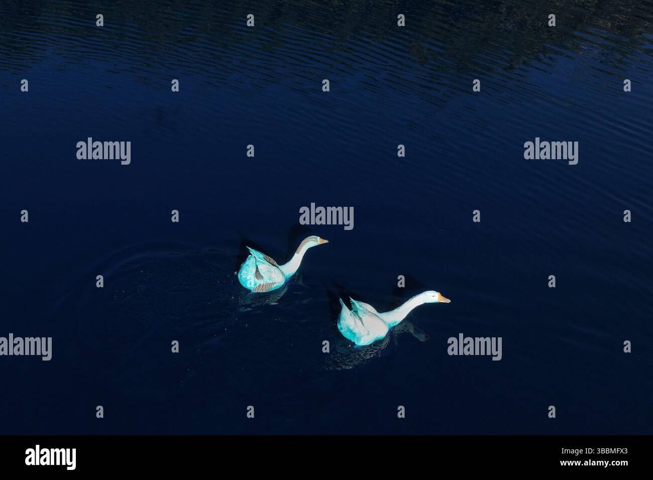 CORRECTS TO GEESE, NOT DUCKS - Geese stained blue swim in the Tulipas ...