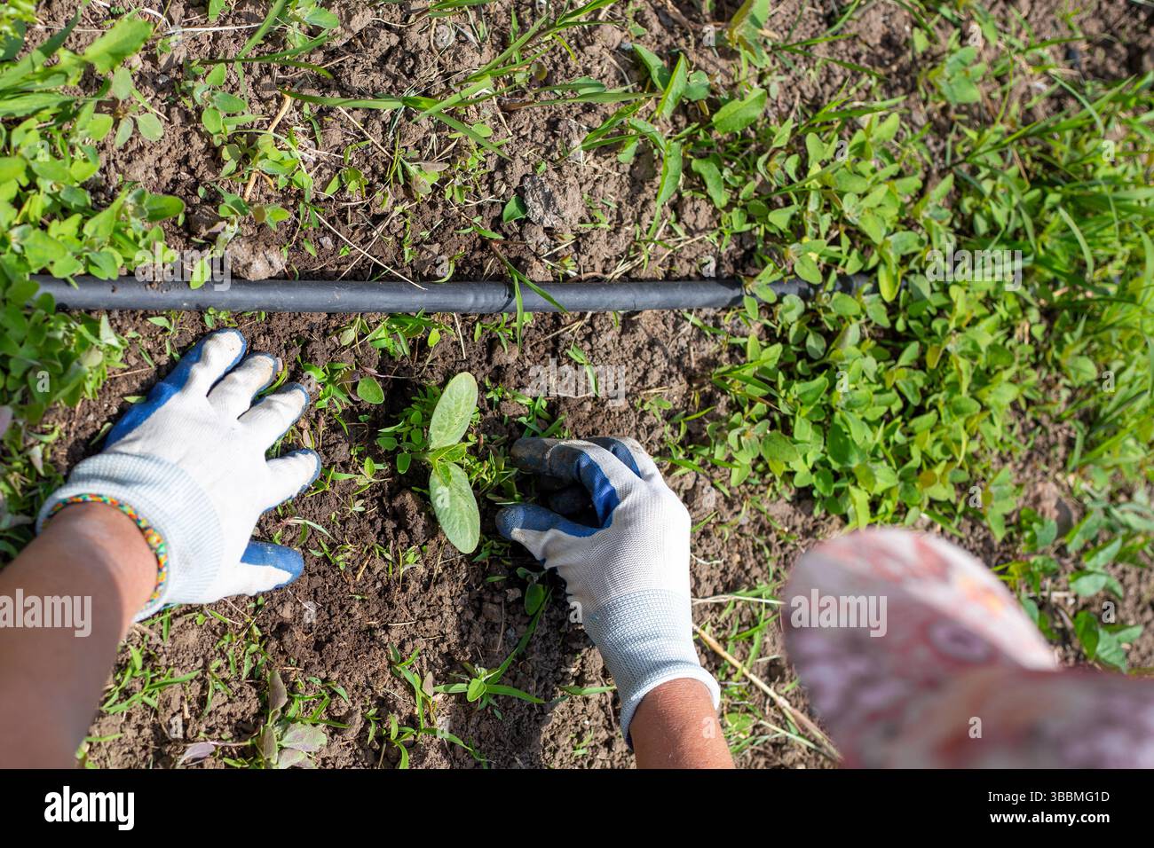A gardener weeds zucchini plants in beds with a drip irrigation tube ...