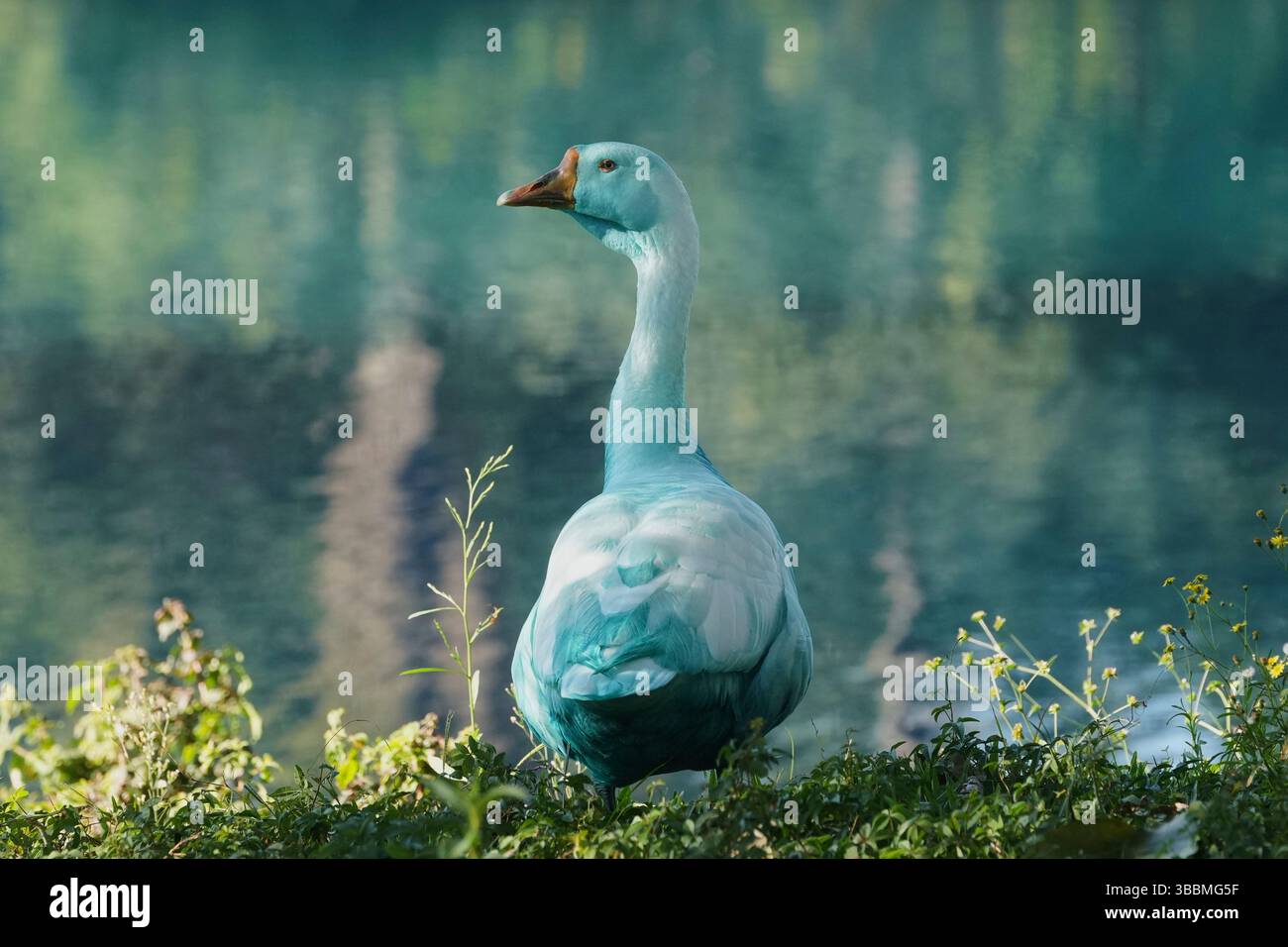 CORRECTS TO GOOSE, NOT DUCK - A goose stained blue stands by the ...