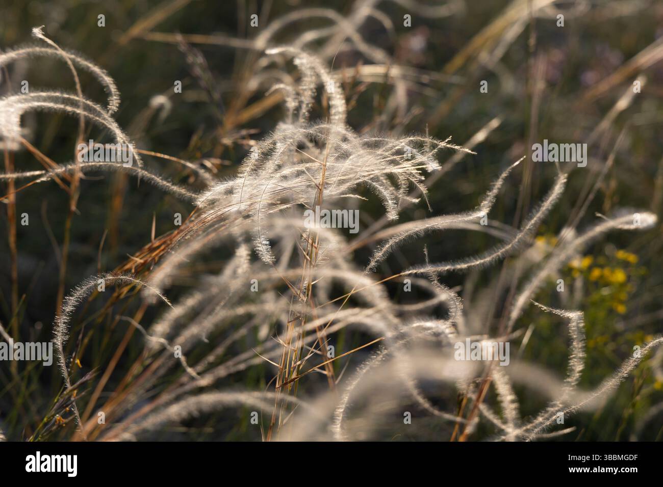Stipa pennata, commonly known as European feather grass Stock Photo - Alamy