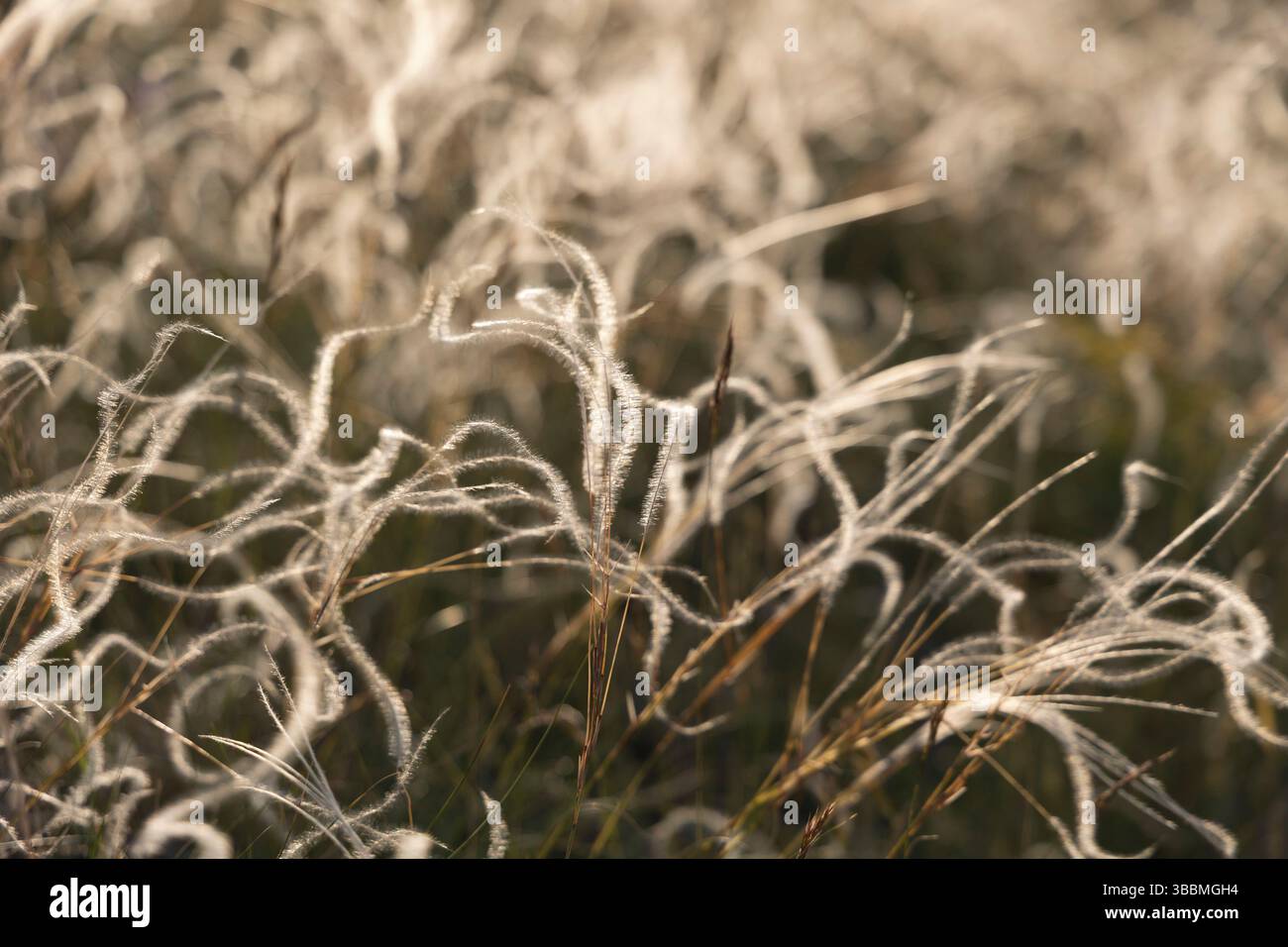 Stipa pennata, commonly known as European feather grass Stock Photo - Alamy