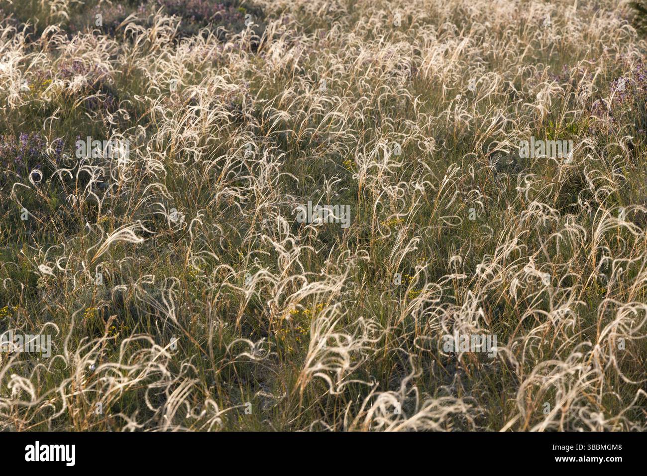 Stipa pennata, commonly known as European feather grass Stock Photo - Alamy
