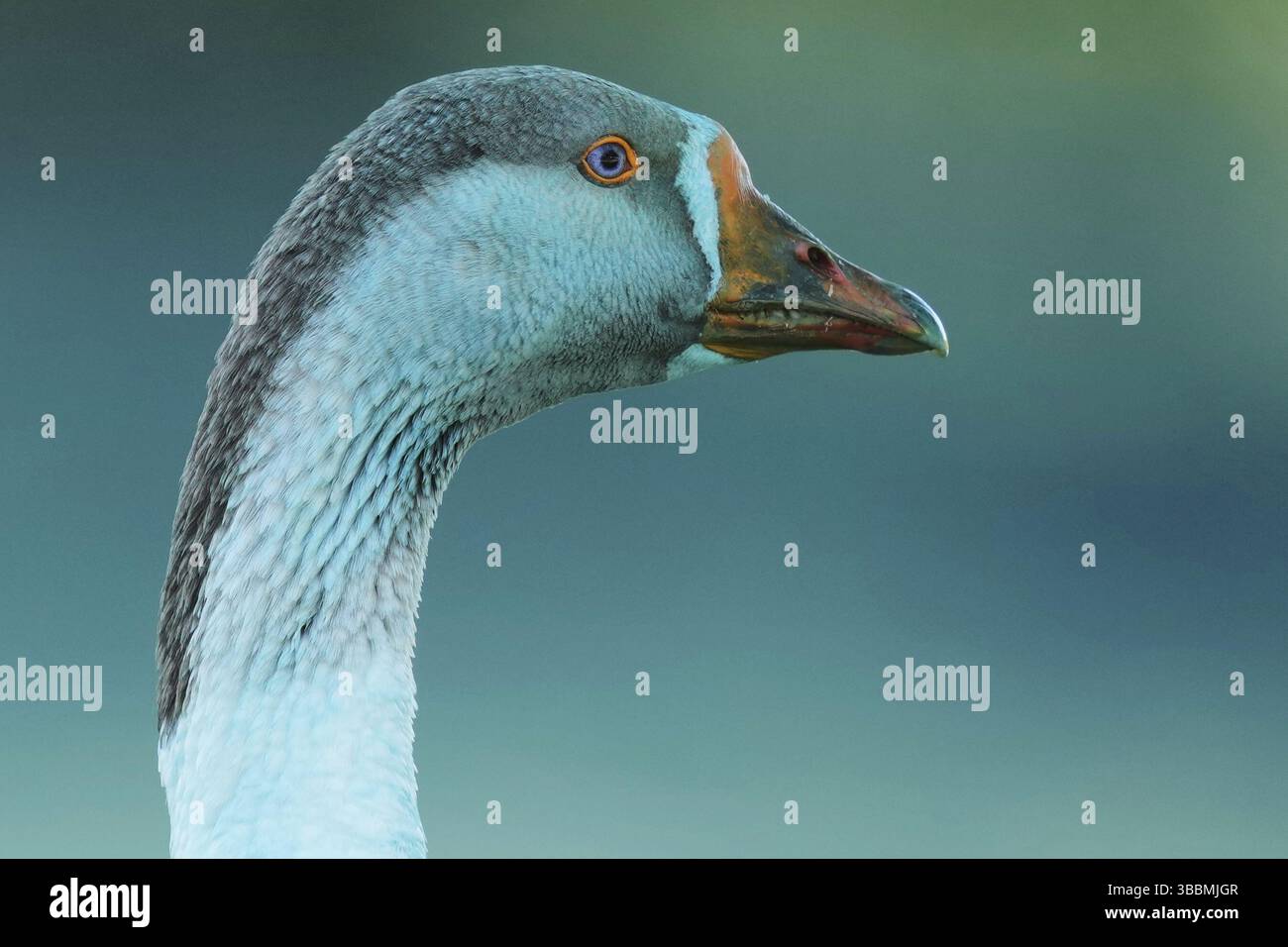 CORRECTS TO GOOSE, NOT DUCK - A goose stained blue stands by the ...