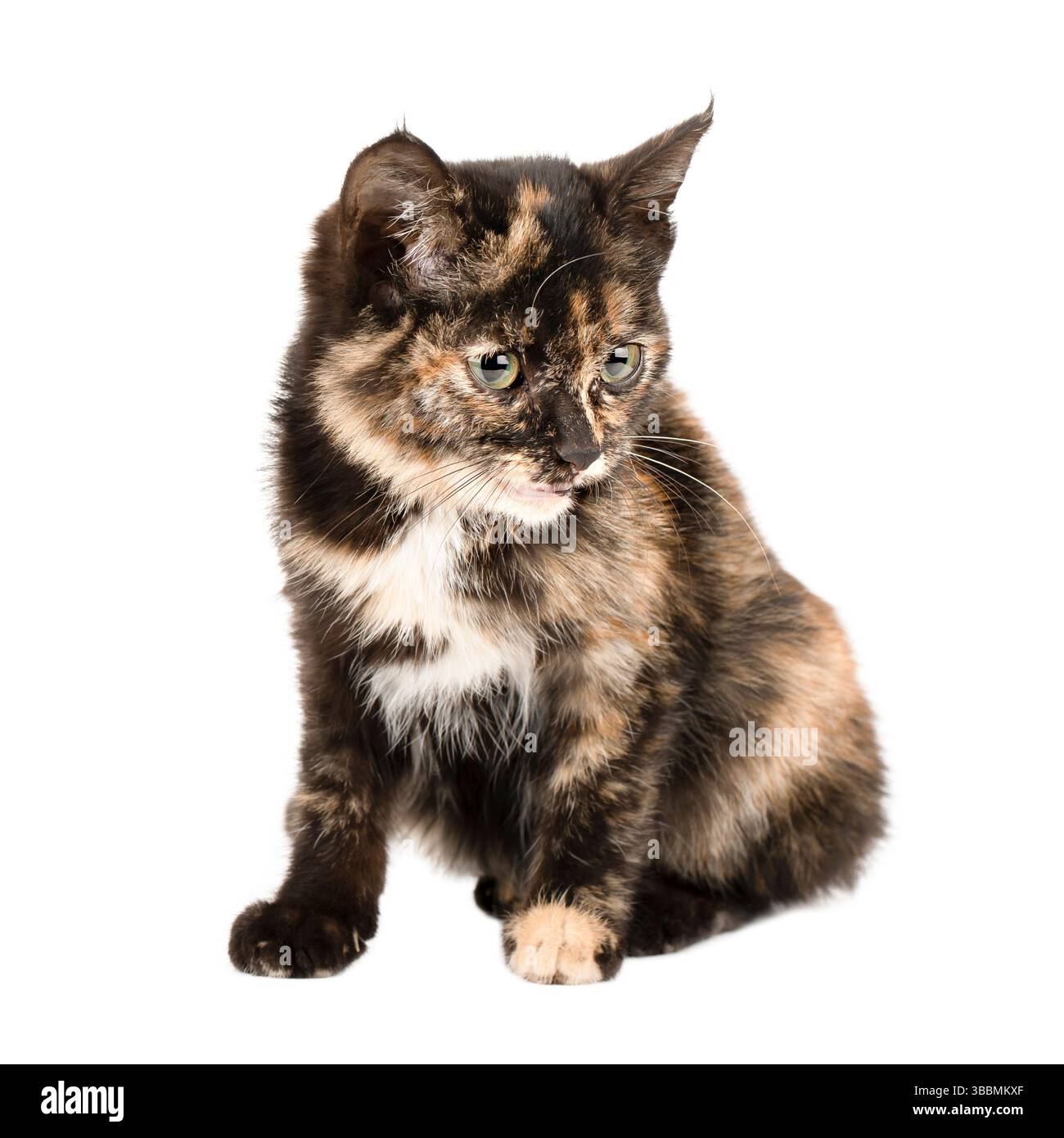 Scottish chinchilla cat straight Cut Out Stock Images & Pictures - Alamy