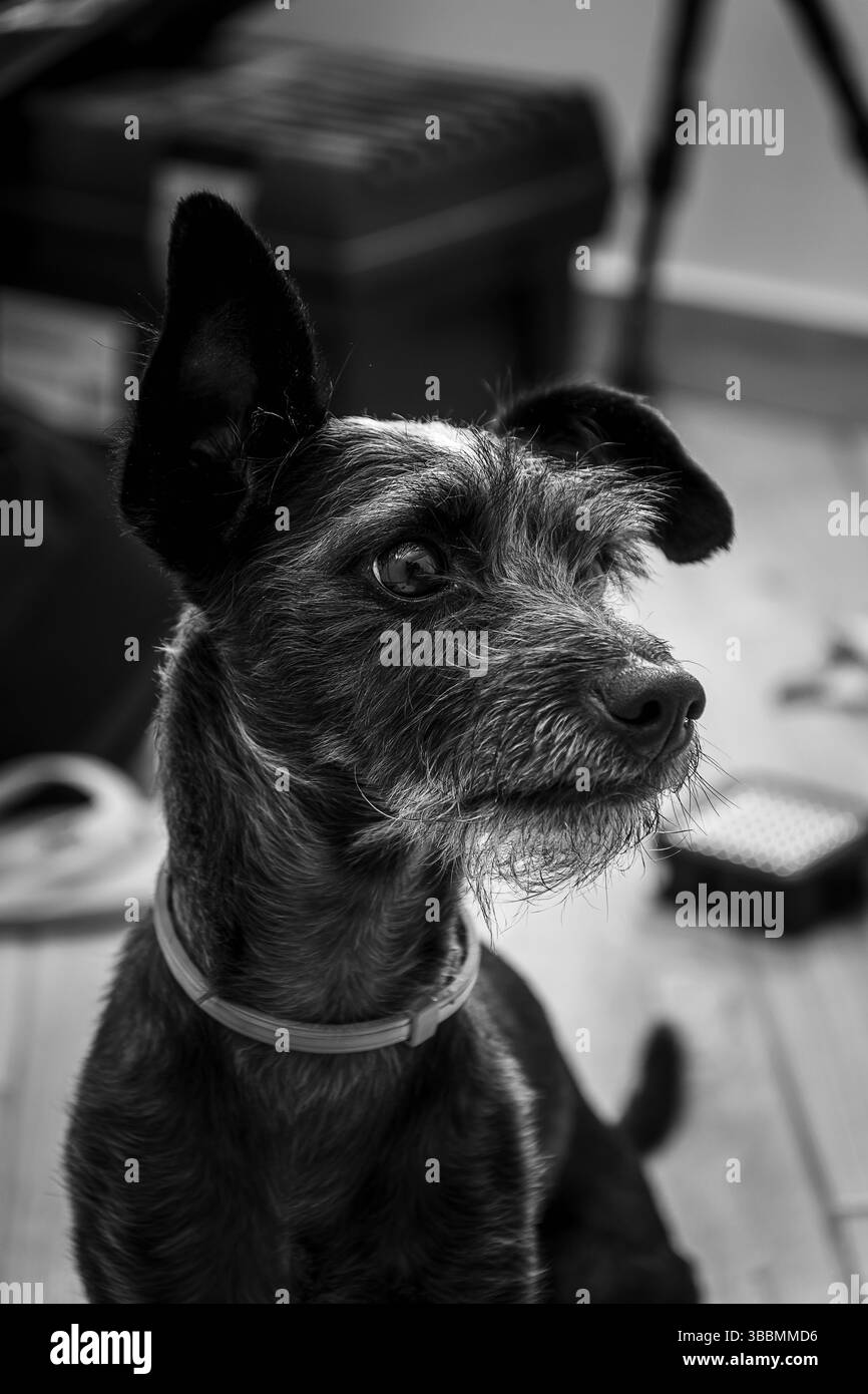 a very sweet little mixed breed dog poses Stock Photo - Alamy