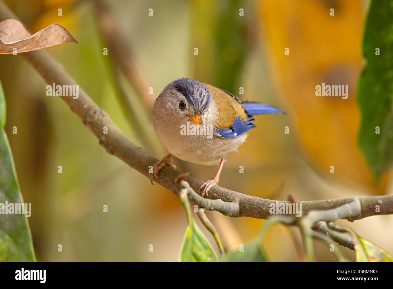 The blue-winged Minla (Actinodura cyanouroptera) photographed in its ...