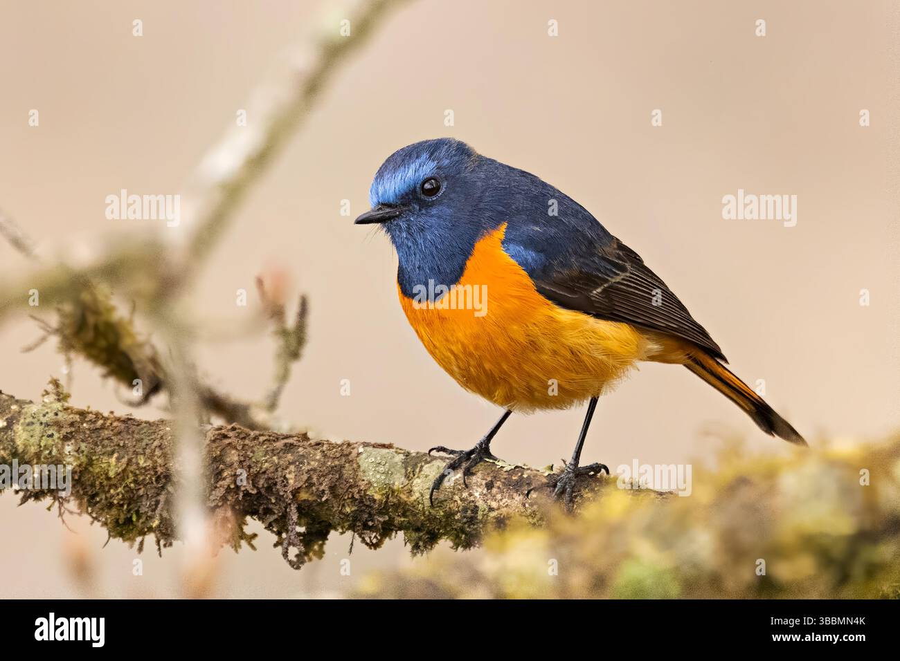 Male Blue-fronted Redstart (Phoenicurus frontalis) pictured in its native habitat at Pangolakha ...