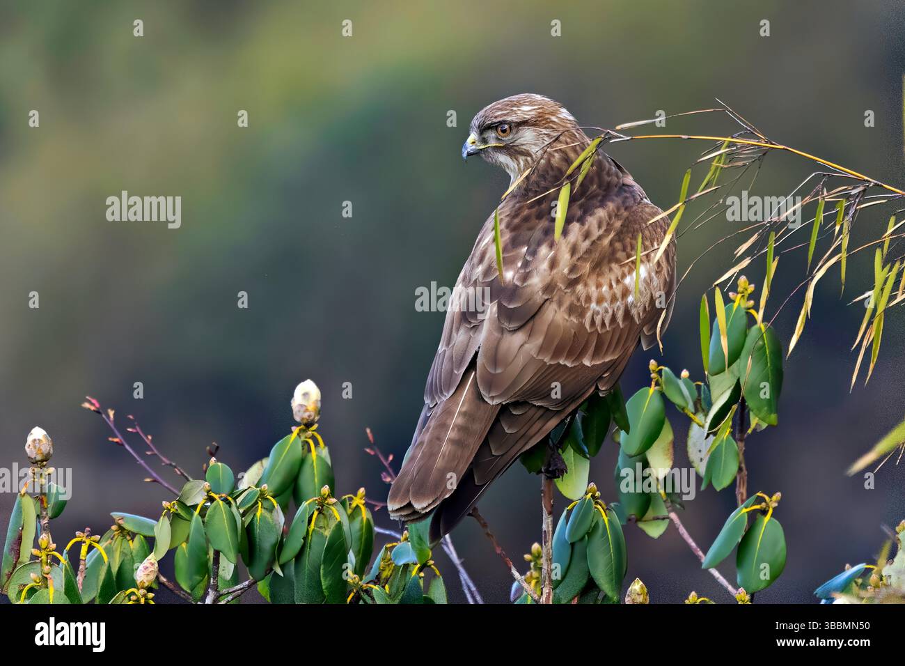 A Himalayan Buzzard (Buteo refectus) spotted in Pangolakha Wildlife ...